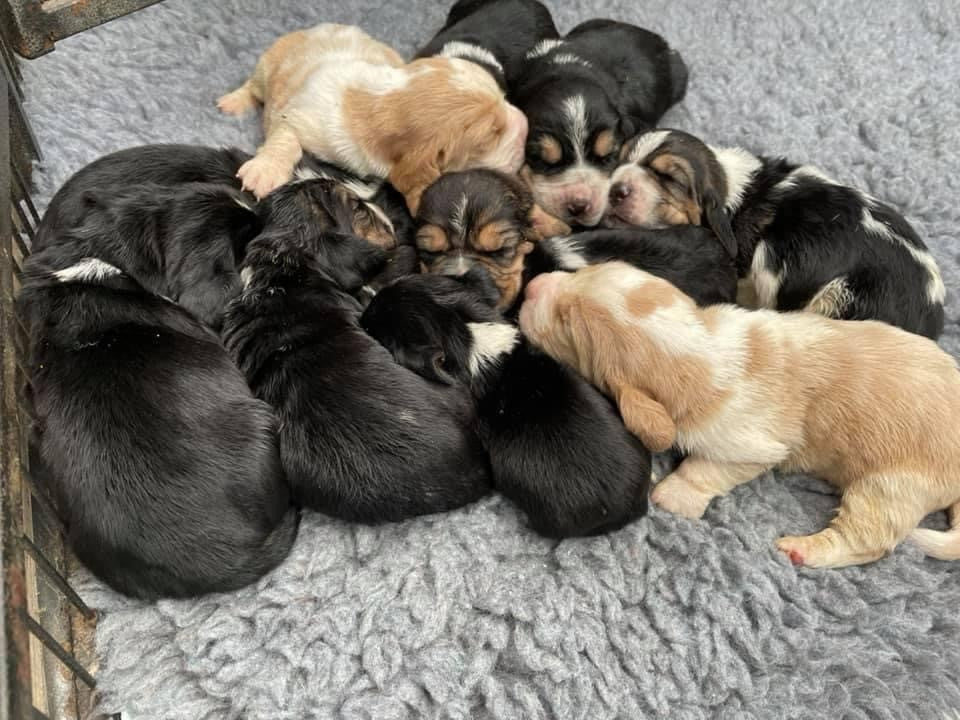 The Puppy Diaries: Bambi and her Basset Bambino's Part One – Wellness ...
