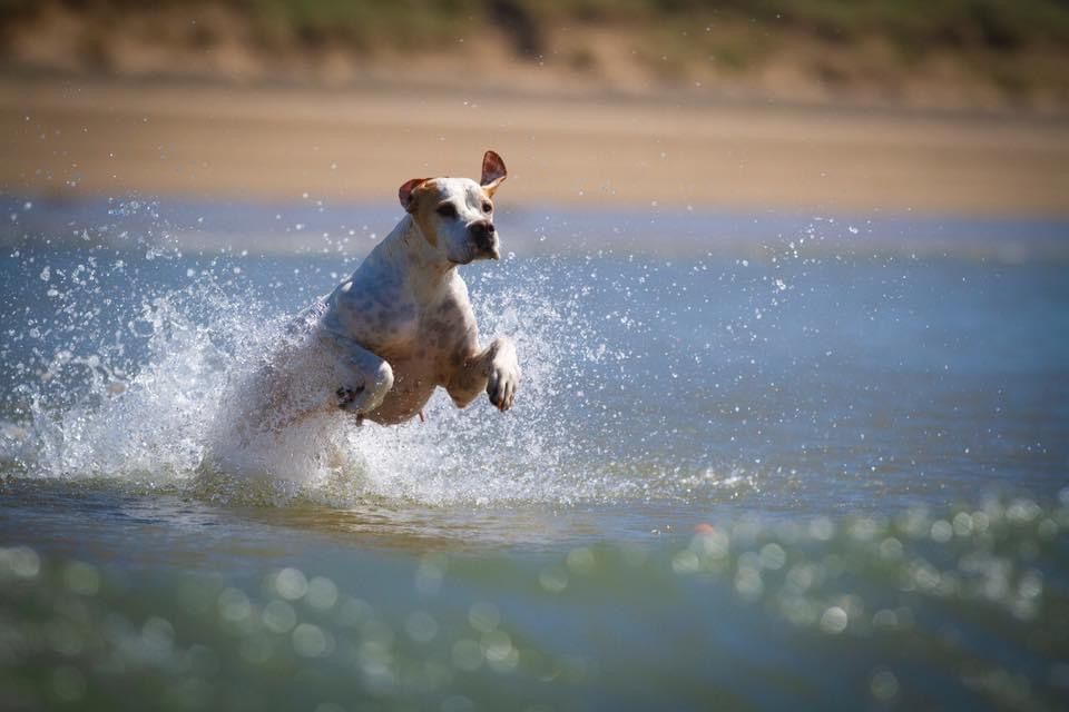 Introducing Amelia & Annette Siddle, Wilchrimane Pointers – Wellness ...