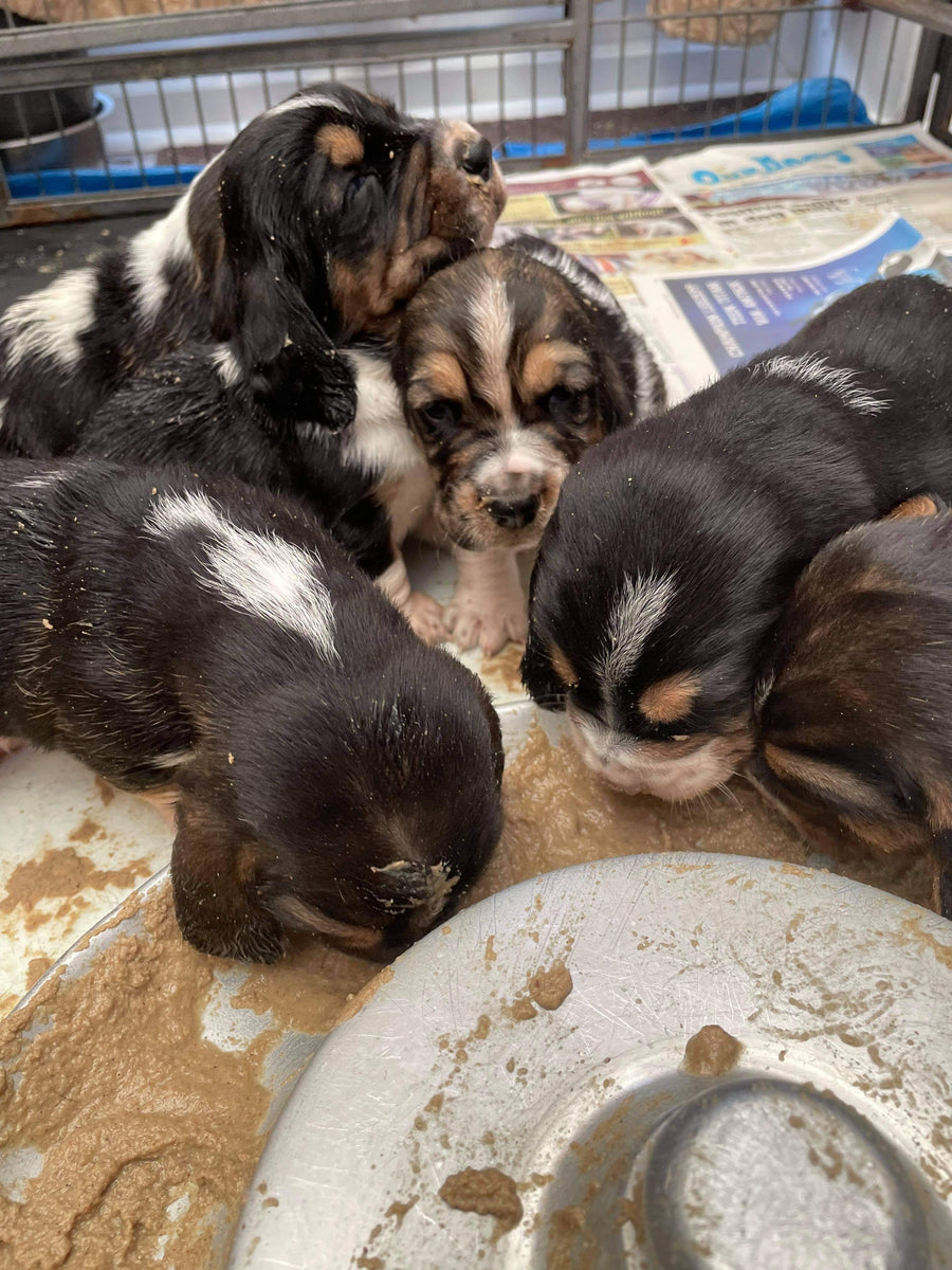 The Puppy Diaries: Bambi and her Basset Bambino's Part Two – Wellness ...